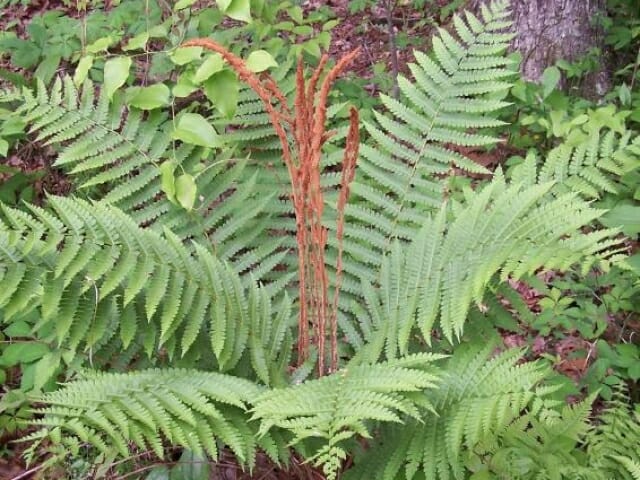 Fern spiral / fiddlehead in central Maryland, US [OC] : r/BotanicalPorn