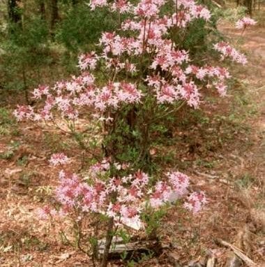 Piedmont Azalea (Rhododendron canescens) - GNPS
