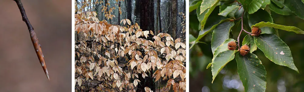 Beech Tree Fruit Beechnuts | Roll Online