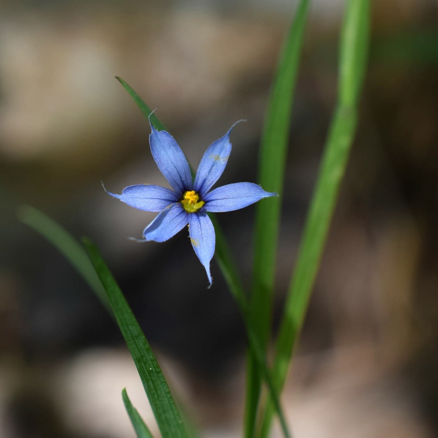 Vote for the GNPS 2025 Plant of the Year! - GNPS