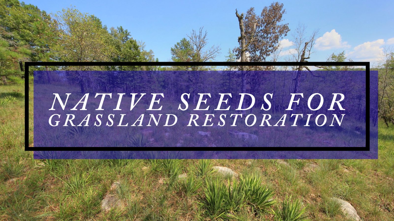 Native Seeds for Grassland Restoration - GNPS