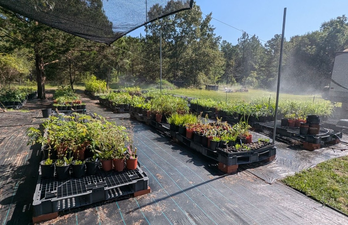 Boy Scout Road Nursery - GNPS