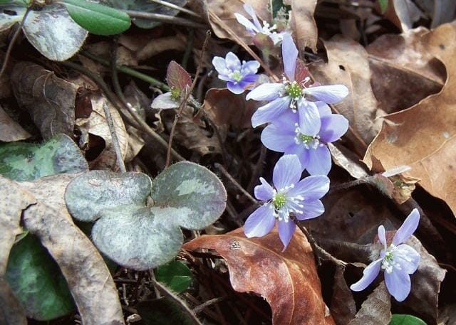 Round-lobe Hepatica (Hepatica nobilis var. obtusa) - GNPS